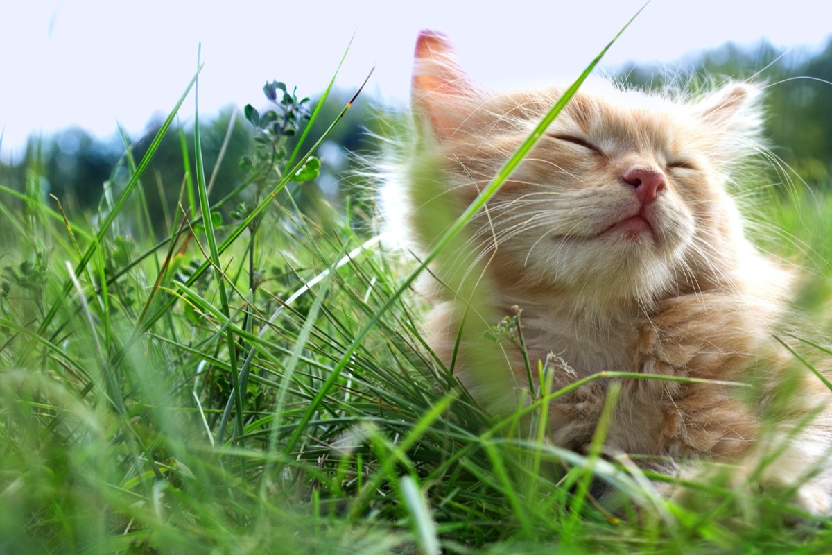 Are You A Crazy Cat Lady Oculoid Are You A Crazy Cat Lady Oculoid