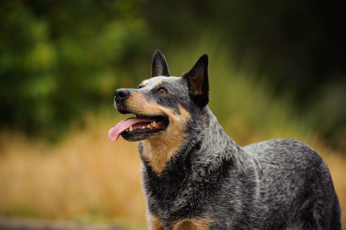 Discover the Outback Companion: Australian Cattle Dogs Knowledge Quiz ...