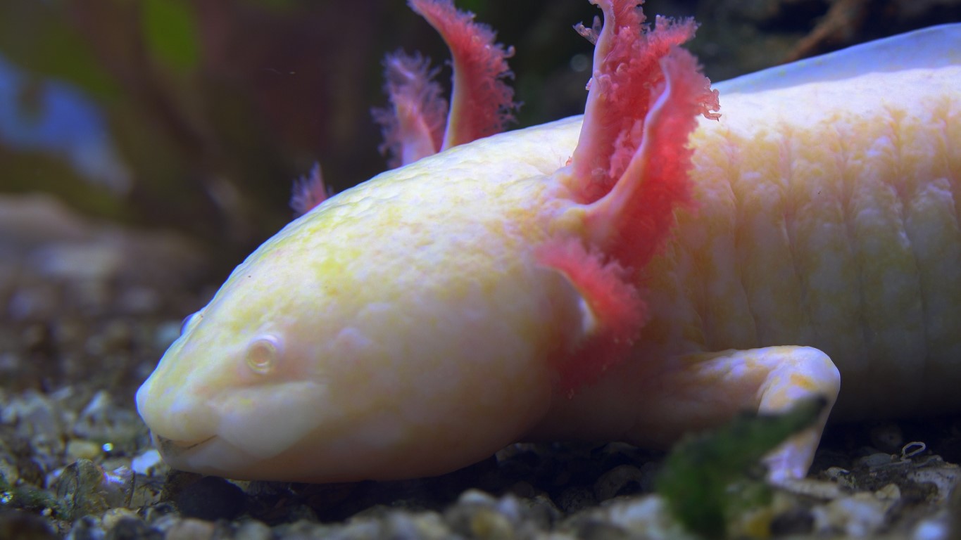 Axolotl Quiz: Test Your Knowledge of These Amazing Amphibians! - Daily ...
