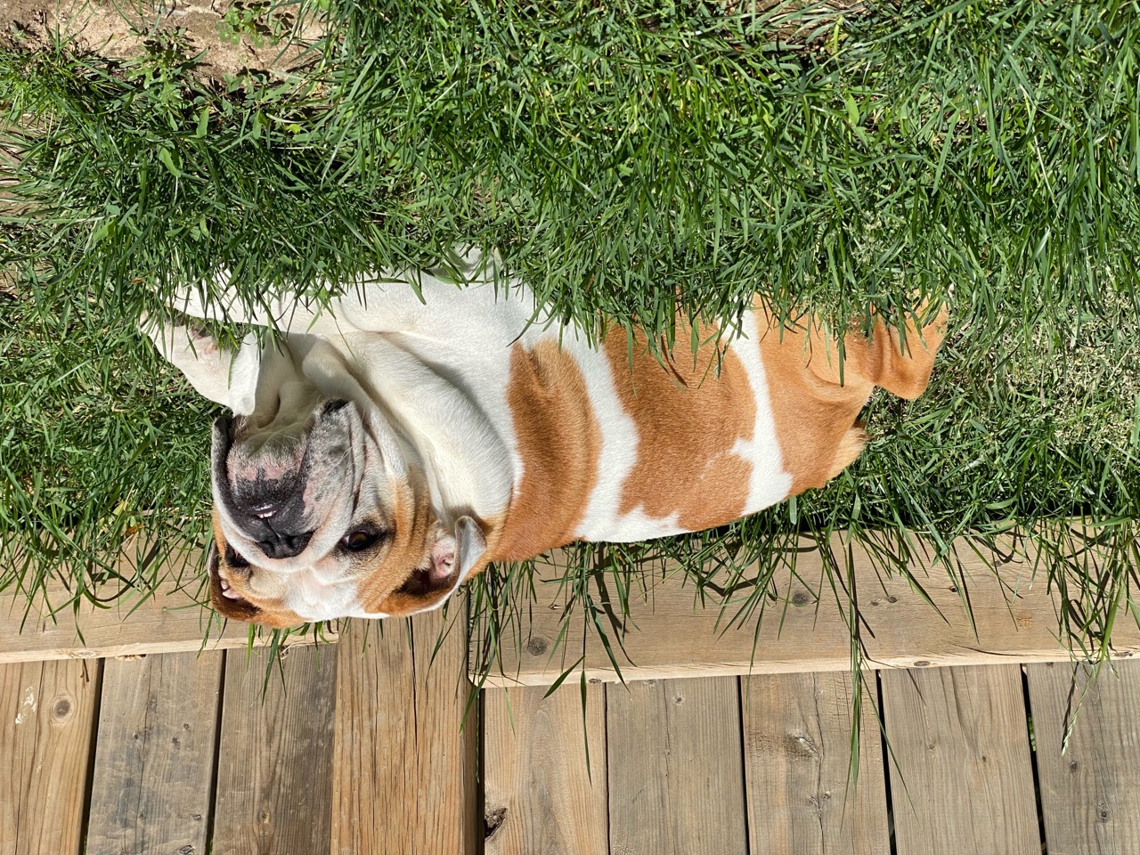 Bulldog Breed Quiz: How Well Do You Know These Tenacious Canines ...