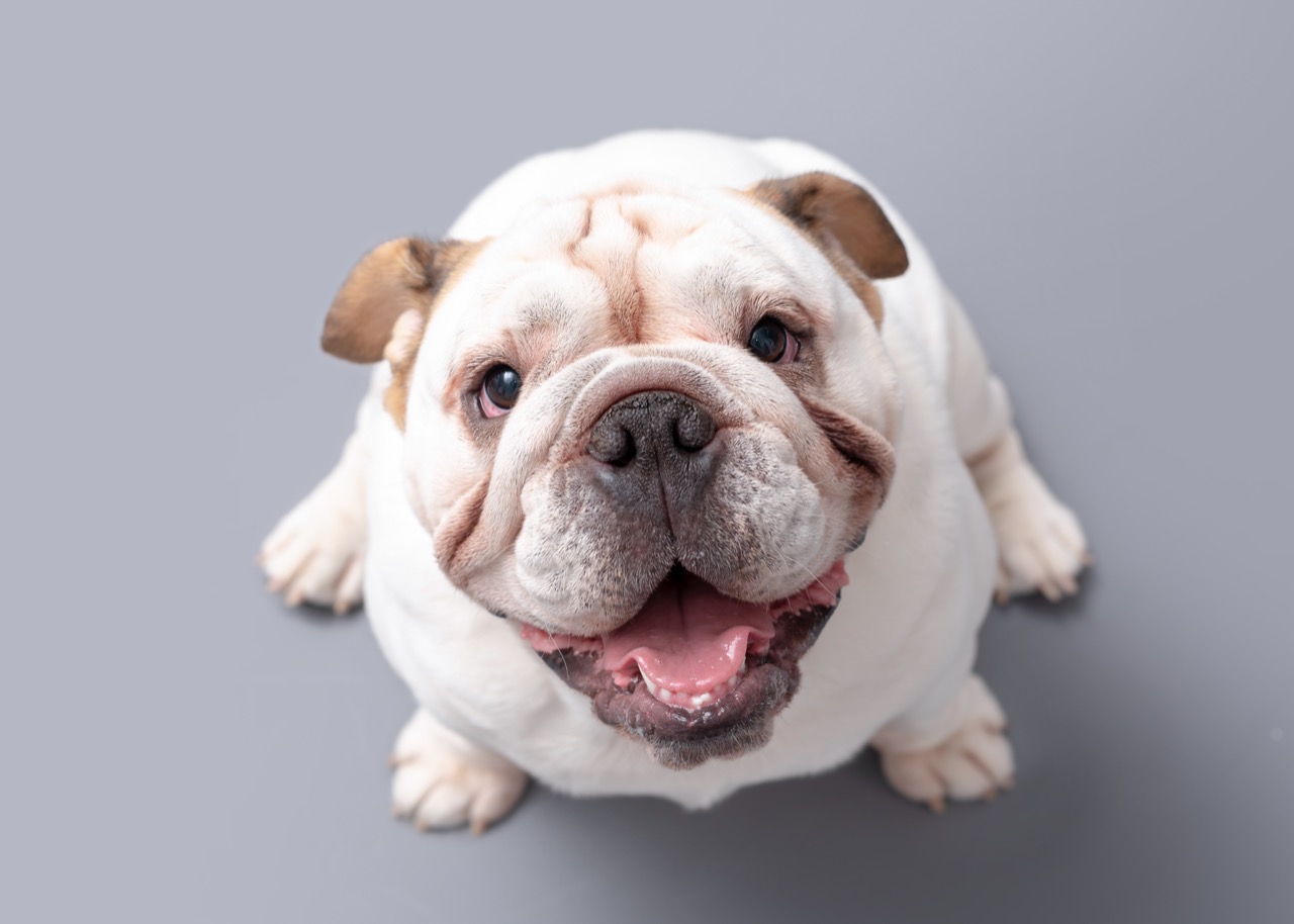 Bulldog Breed Quiz: How Well Do You Know These Tenacious Canines ...
