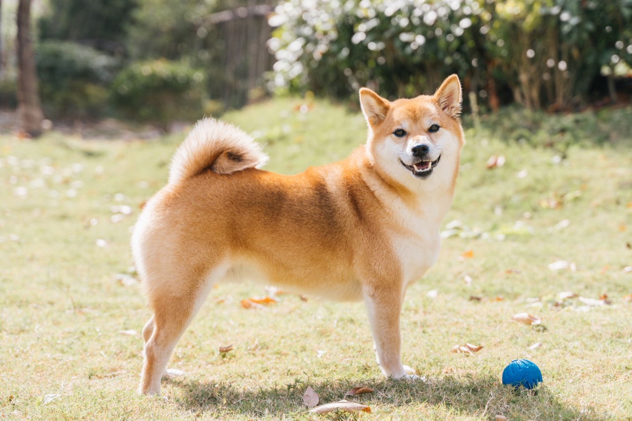 Shiba Inu Showdown: Test Your Knowledge of Japan's Iconic Dog Breed ...