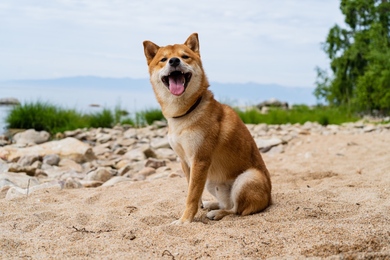 Shiba Inu Showdown: Test Your Knowledge of Japan's Iconic Dog Breed ...