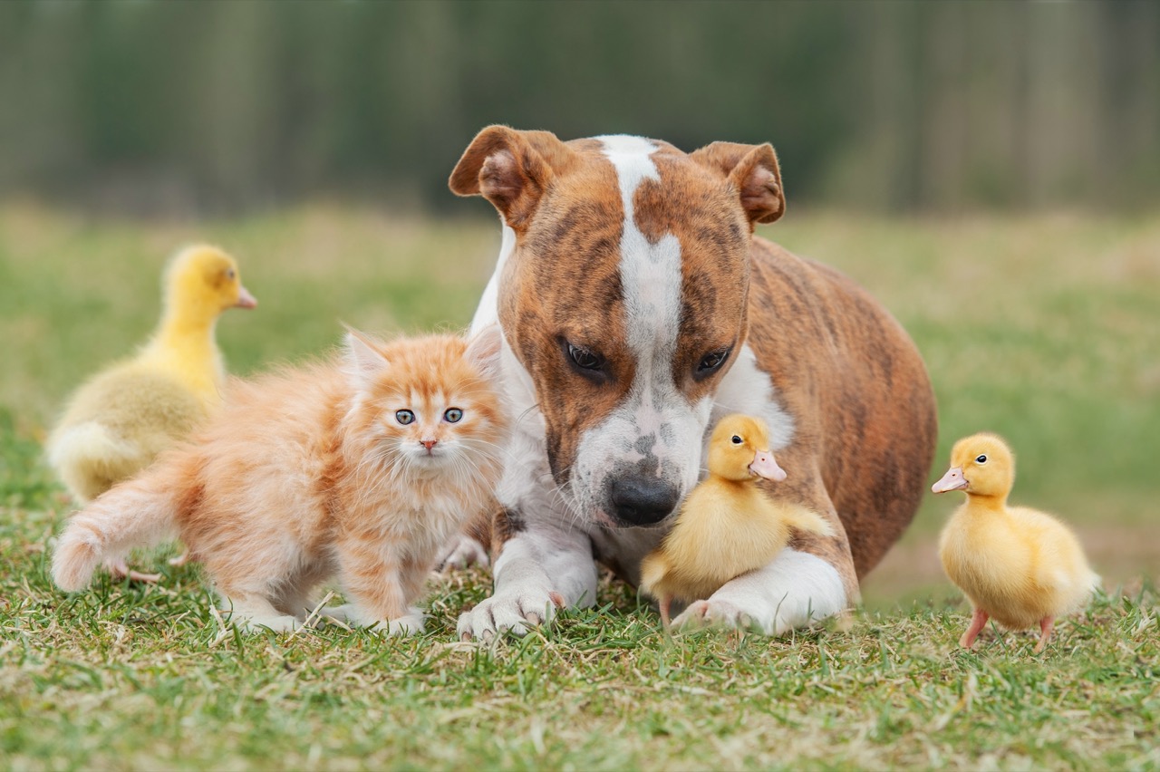 Test Your Knowledge: The Amazing World of Cows - Daily Animal Trivia